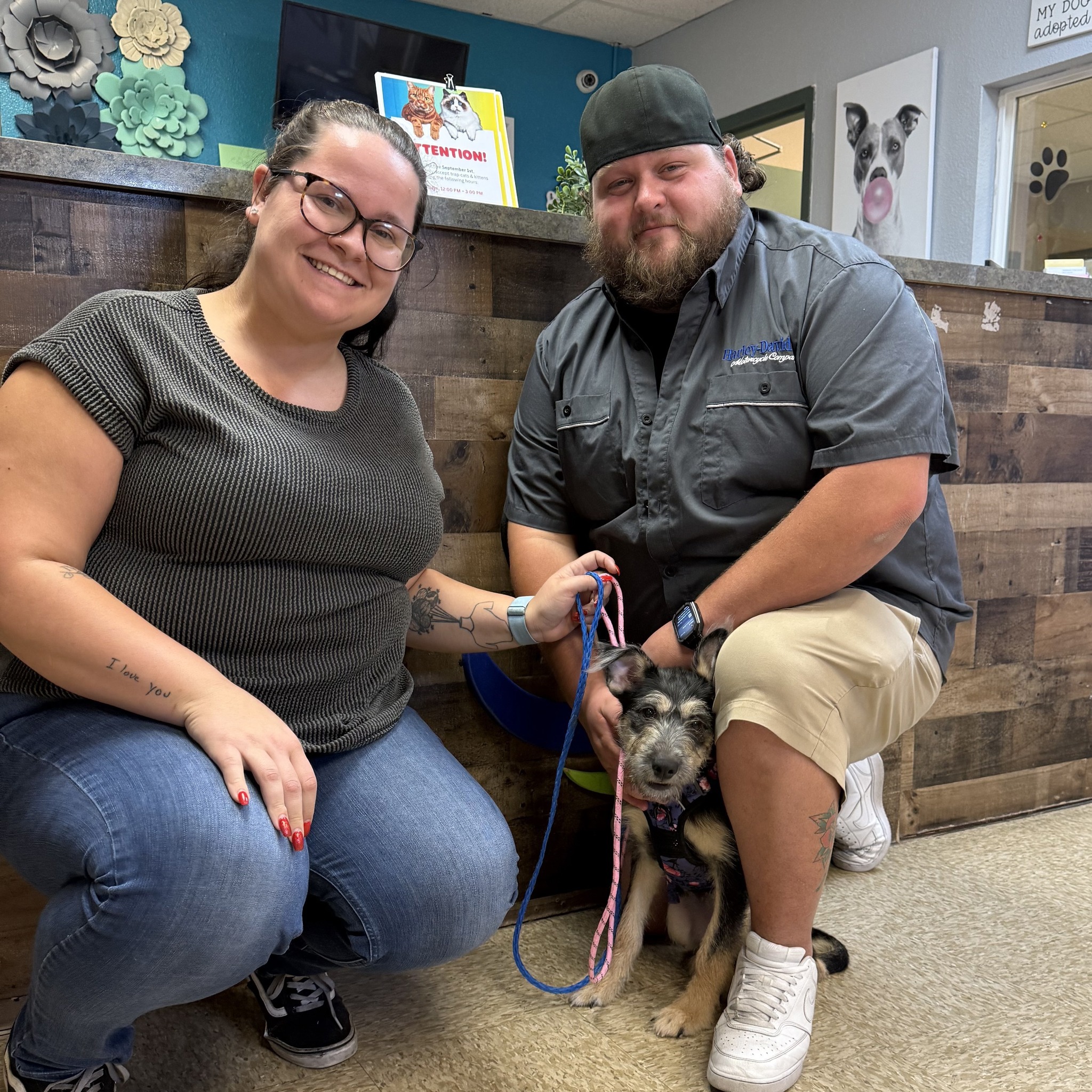 Bullhead City Animal Shelter